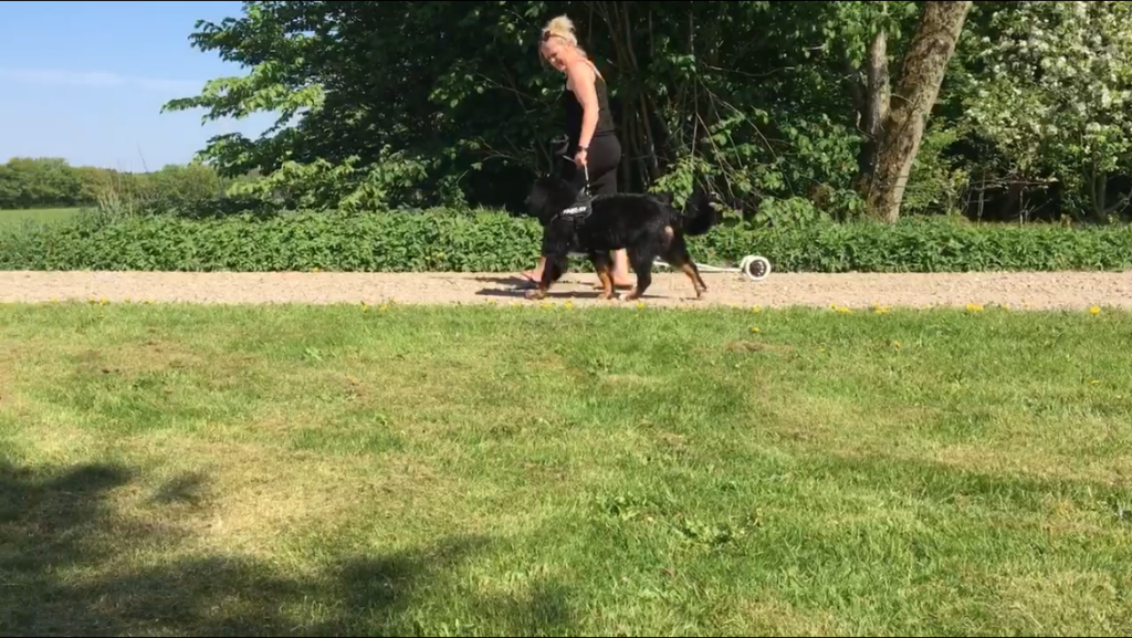 Sådan kommer du igang med vognkørsel – Dansk Berner sennen Klub