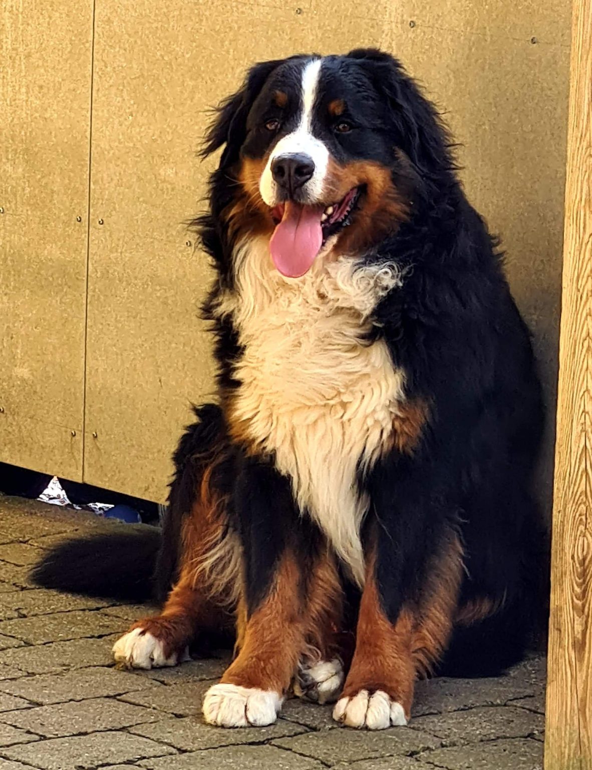 Hvalpeliste – Dansk Berner sennen Klub