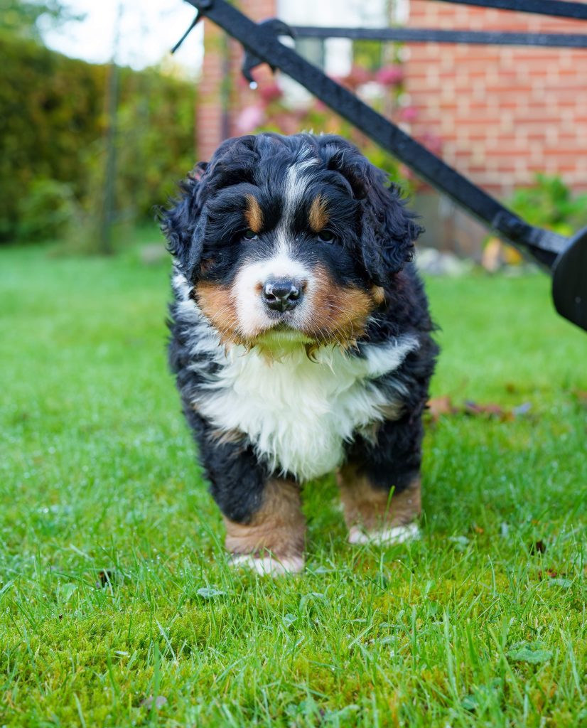 IMG_8020 – Dansk Berner sennen Klub