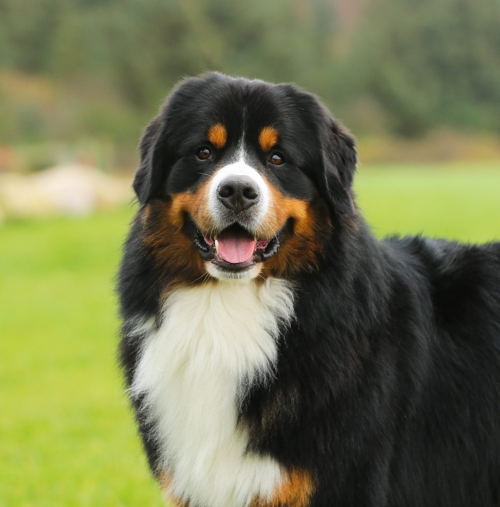 Cody-hoved-2 – Dansk Berner sennen Klub