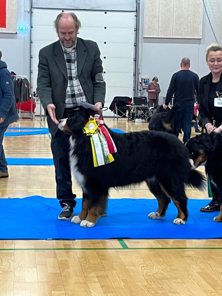 IMG_0401-2 – Dansk Berner sennen Klub